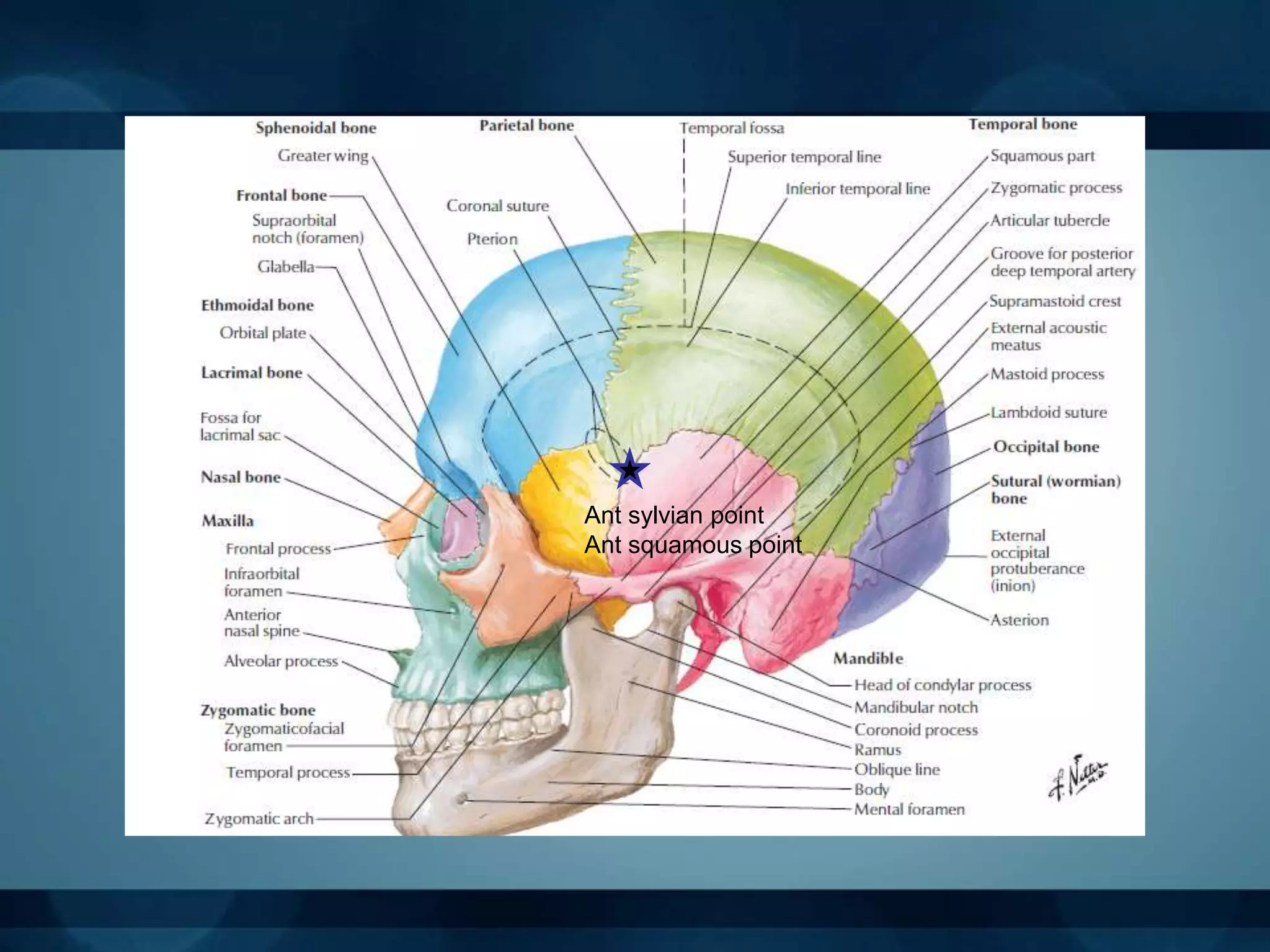 Craniometric points | PPT