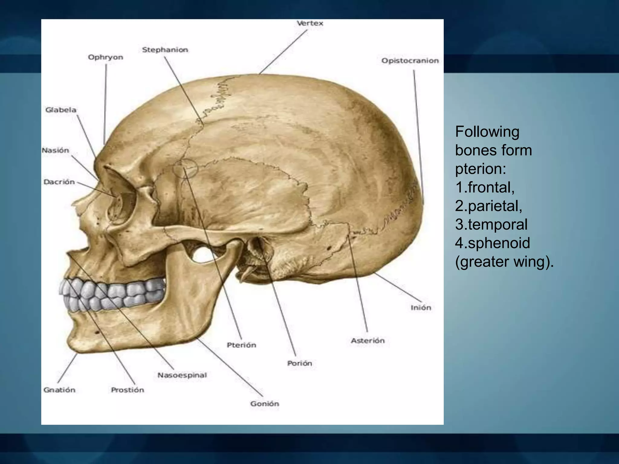 Craniometric points | PPTX