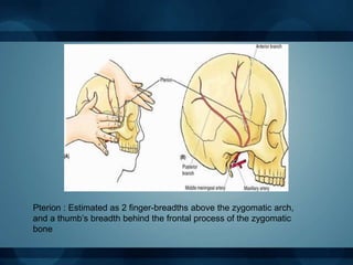 Craniometric points | PPTX