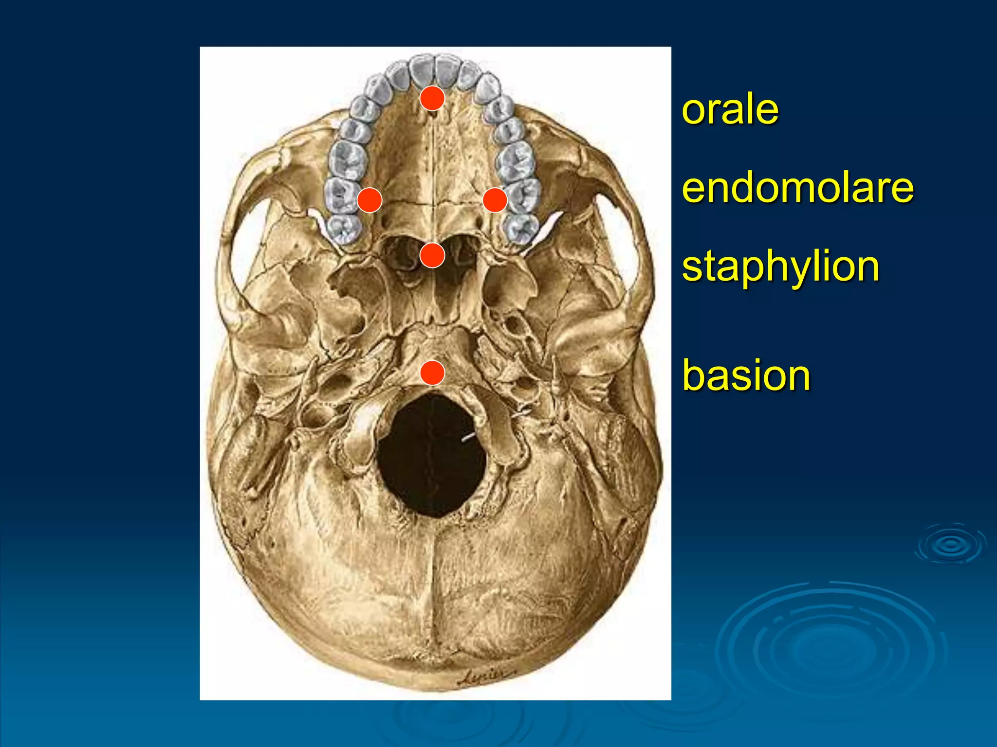 Craniometry.ppt