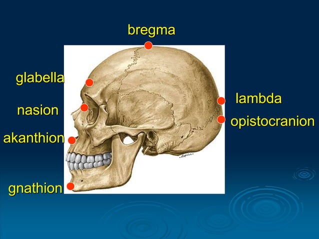 Craniometry.ppt