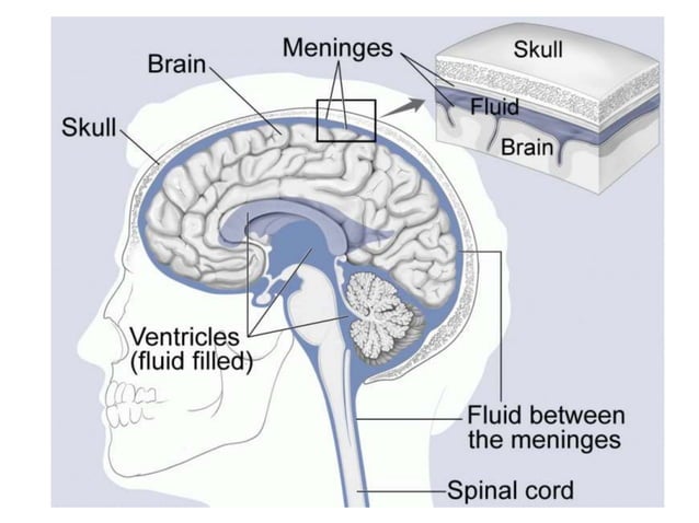 Craniosacral osteopathy | PPT