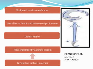 introduction to craniosacral therapy - basics | PPTX