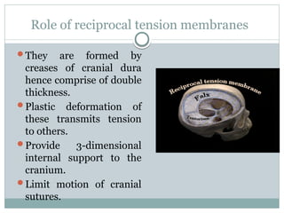 Craniosacral therapy | PDF