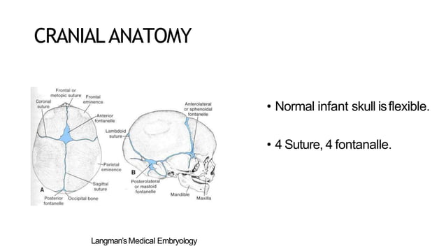 Craniosynostosis | PPTX | Ear, Nose and Throat Conditions | Diseases ...