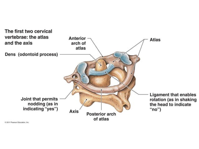 Craniovertebral junction cvj embryology | PPTX