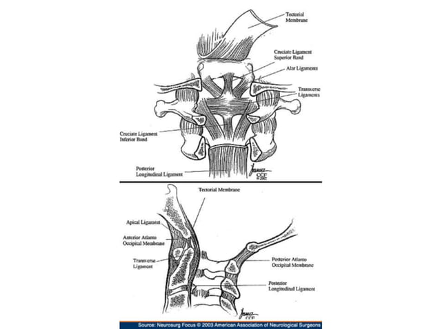 Craniovertebral junction cvj embryology | PPTX