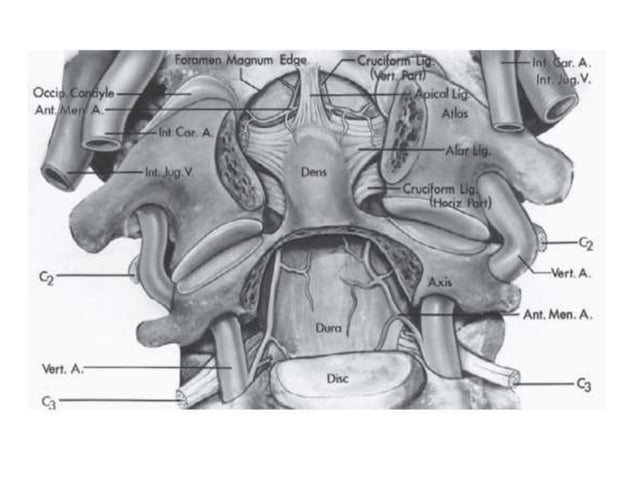 Craniovertebral junction cvj embryology | PPTX