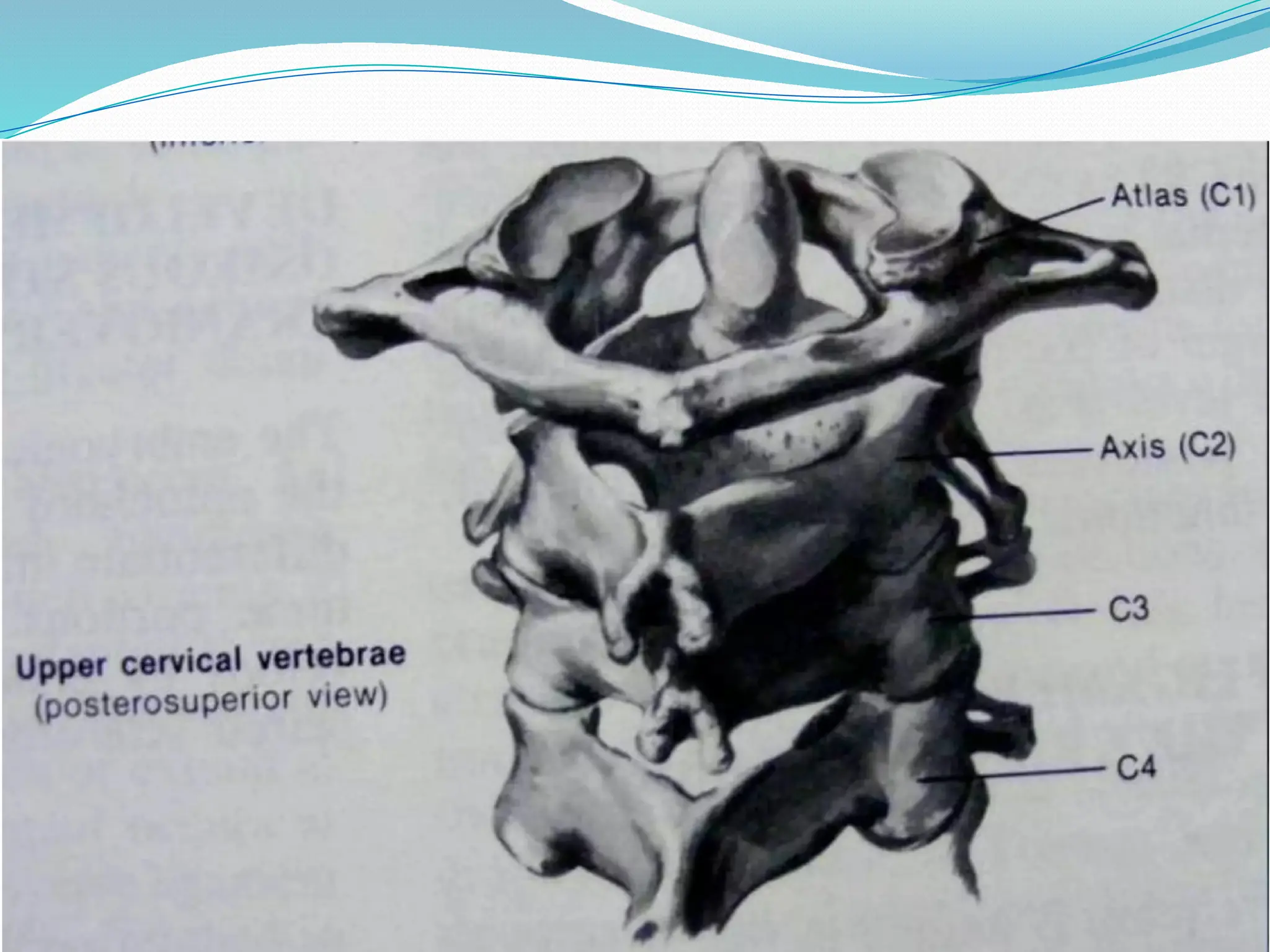 Craniovertebral junction anatomy and imaging radiology PPT.pptx