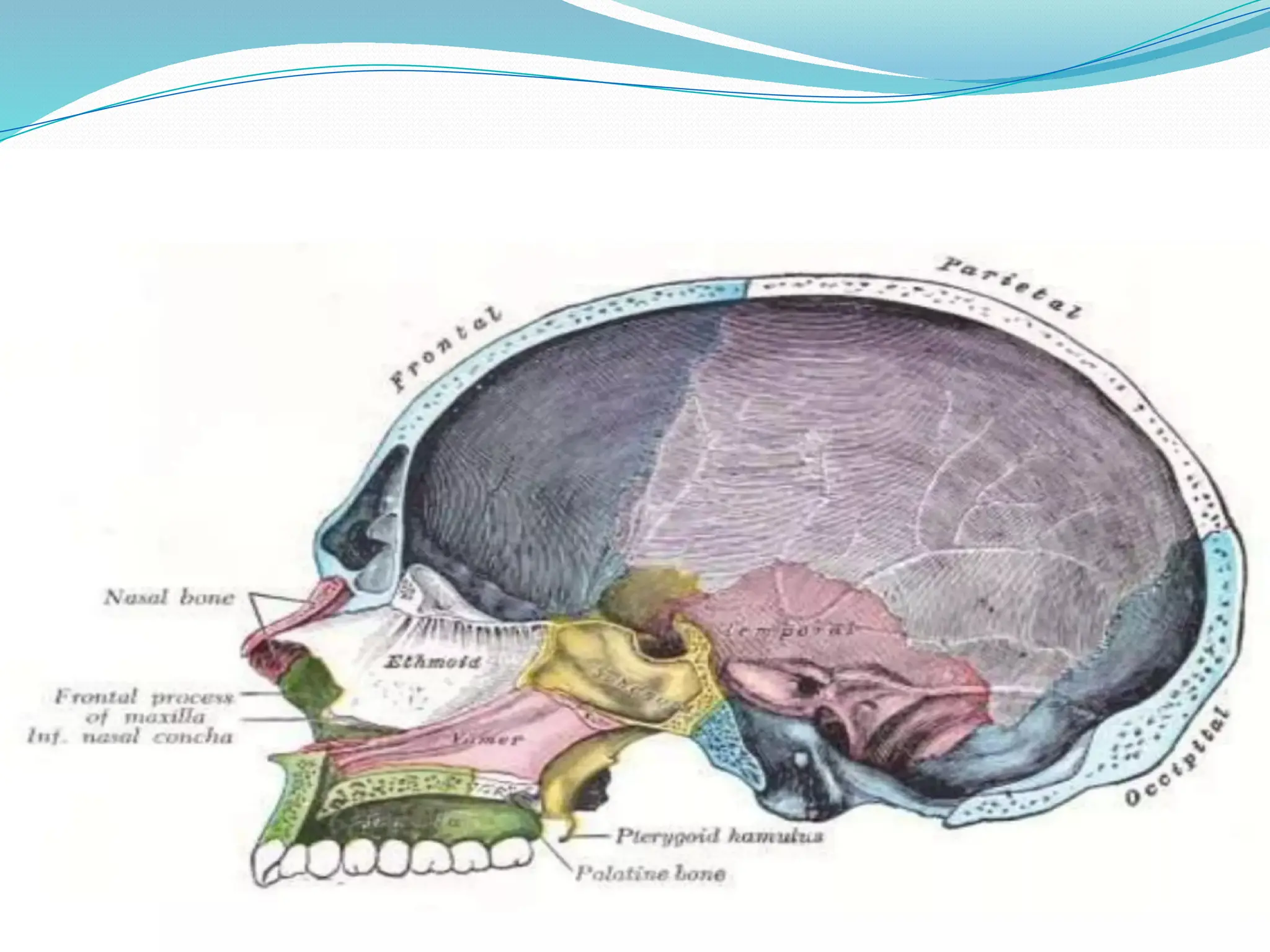 Craniovertebral junction anatomy and imaging radiology PPT.pptx