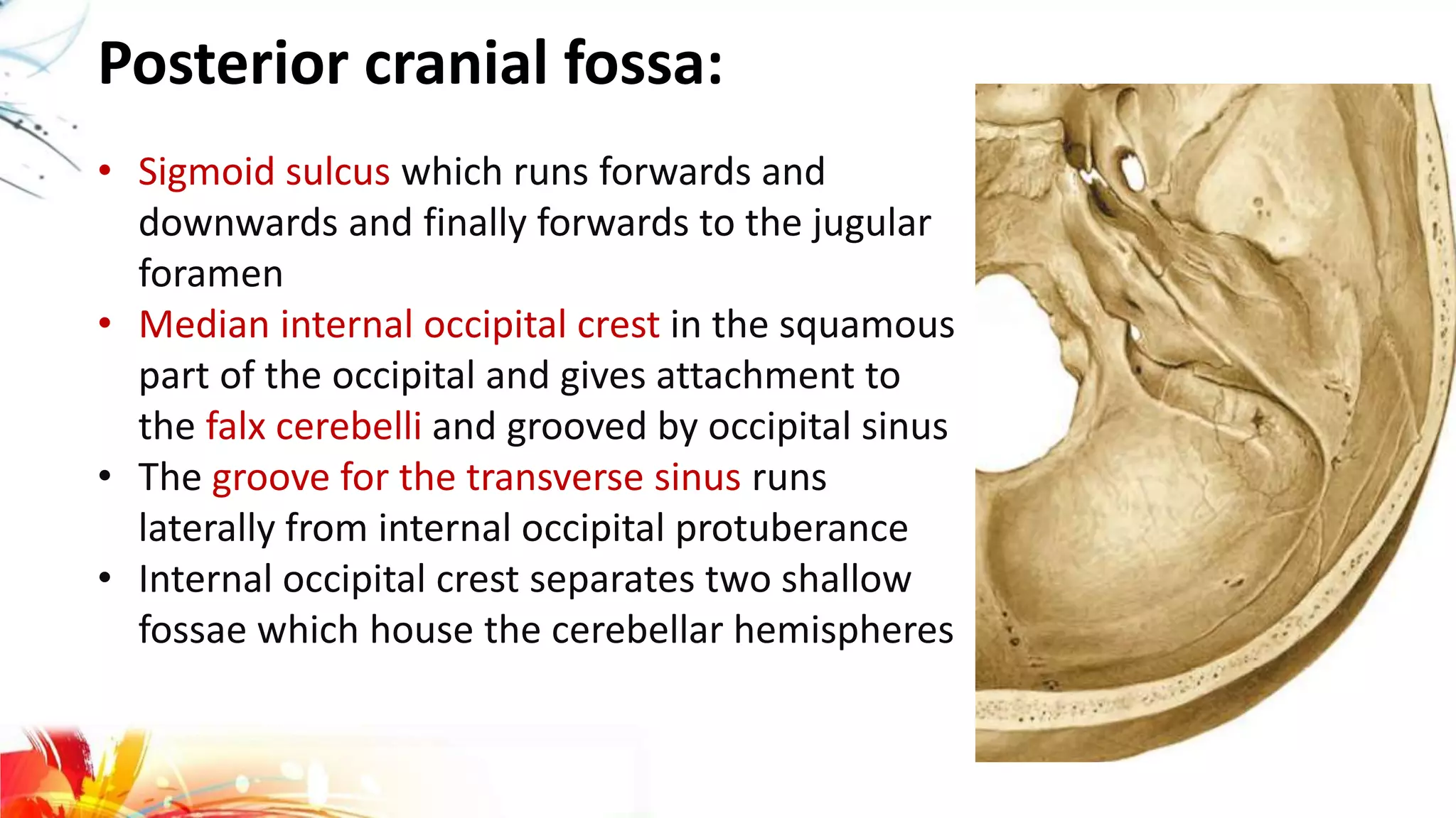 Cranium- anatomy of basi-cranium, dural venous sinus | PPTX