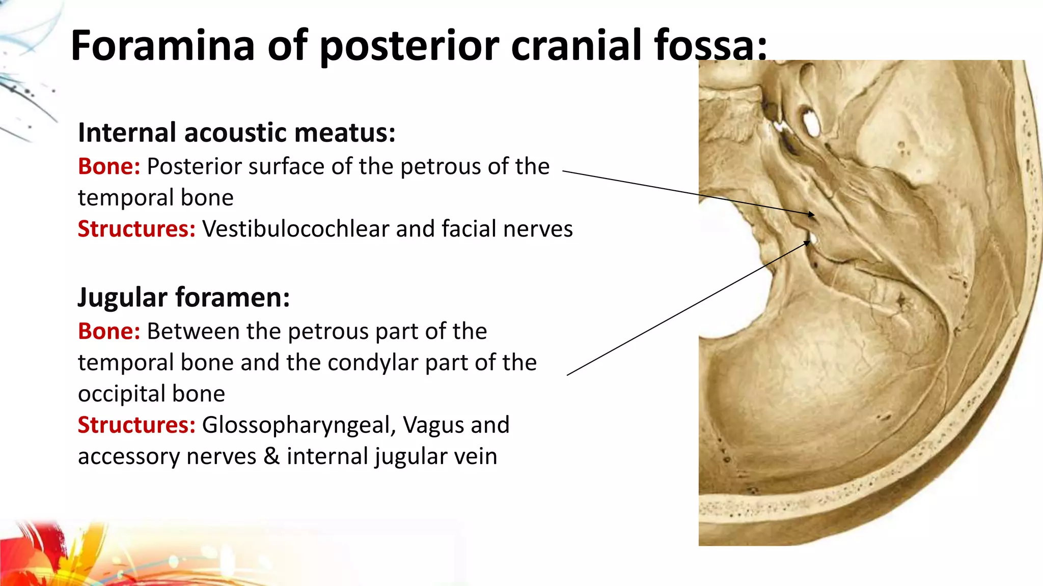 Cranium- anatomy of basi-cranium, dural venous sinus | PPTX