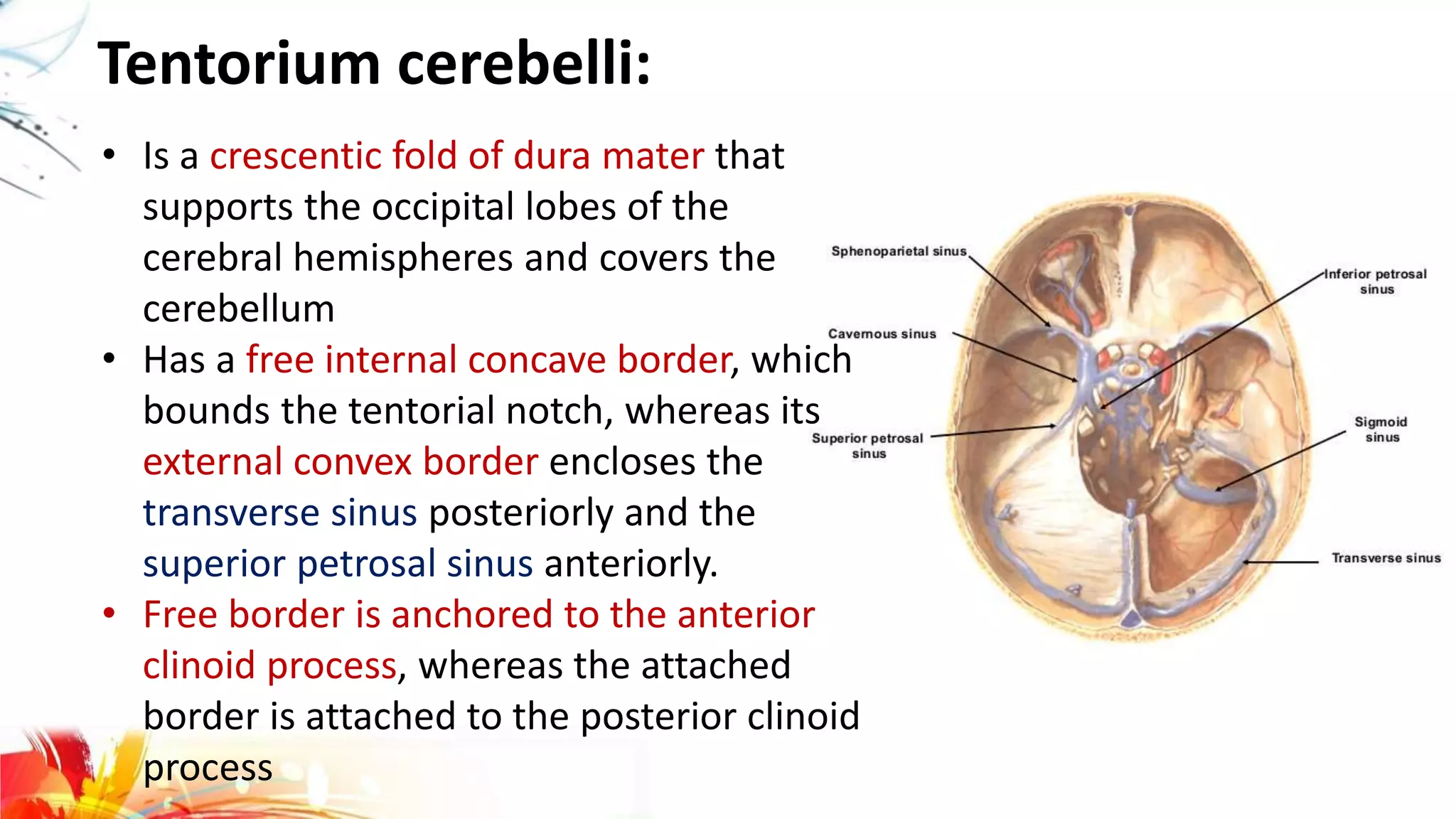 Cranium- anatomy of basi-cranium, dural venous sinus | PPTX