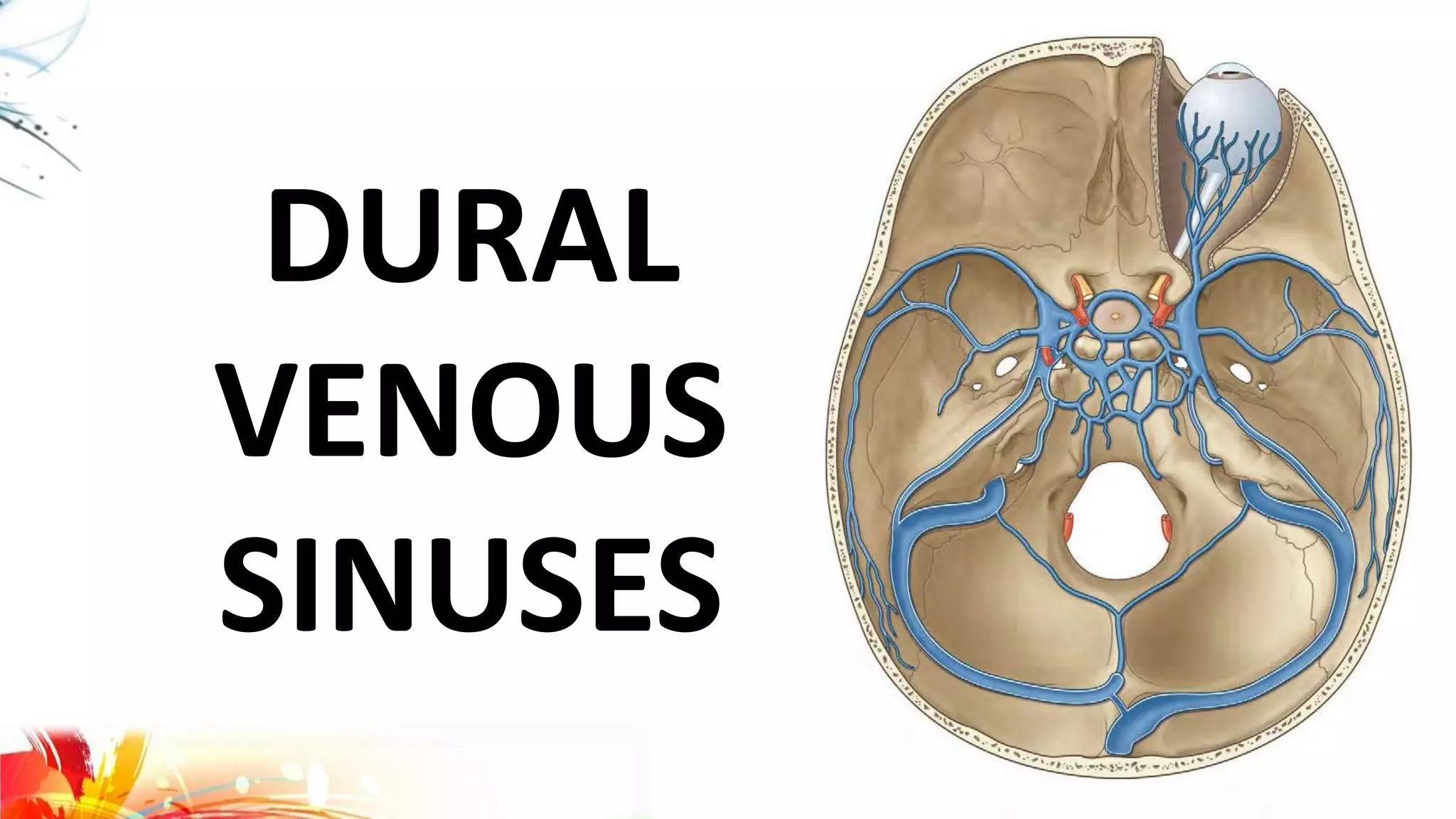 Cranium- anatomy of basi-cranium, dural venous sinus | PPTX