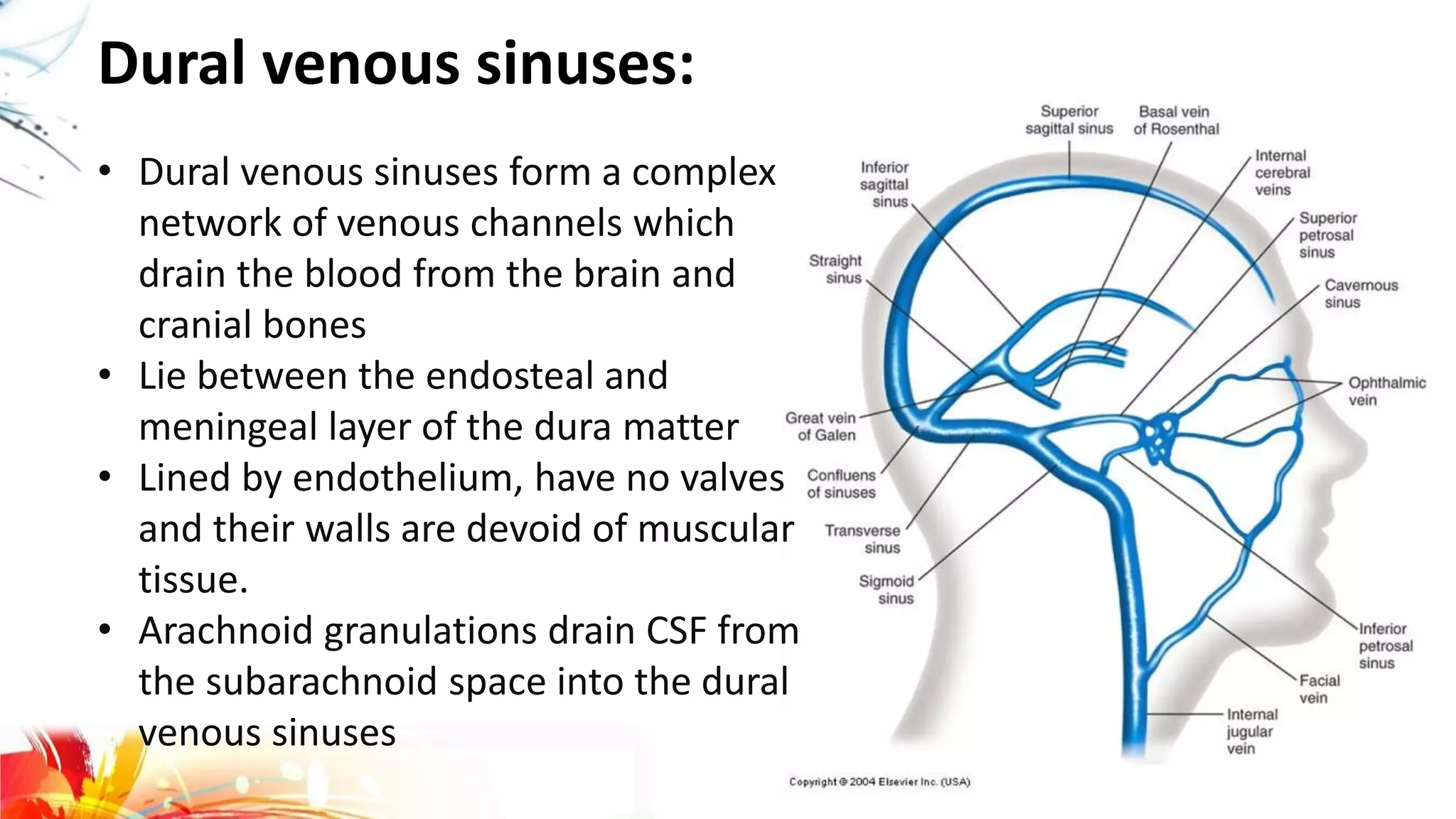 Cranium- anatomy of basi-cranium, dural venous sinus | PPTX