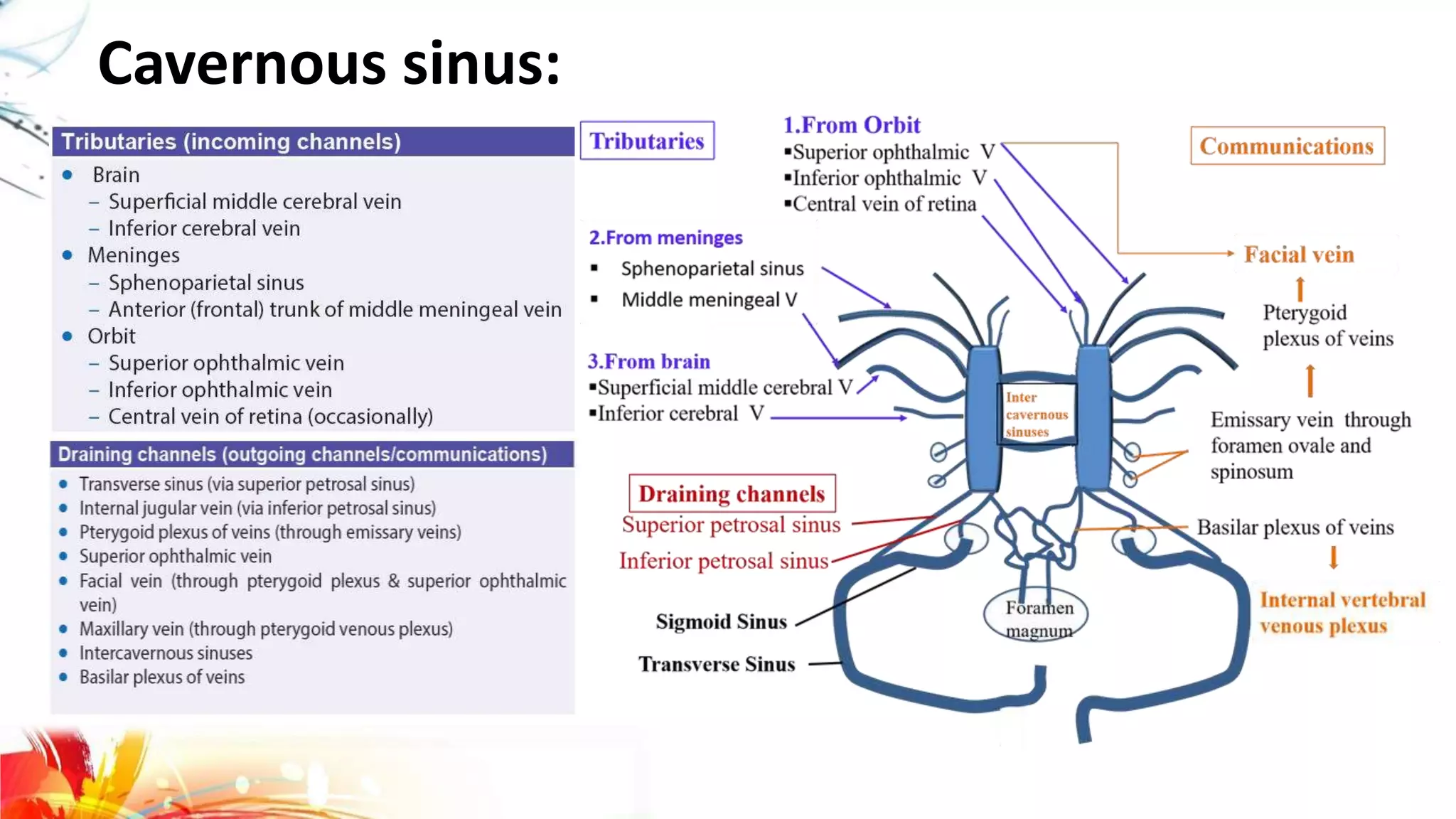 Cranium- anatomy of basi-cranium, dural venous sinus | PPTX