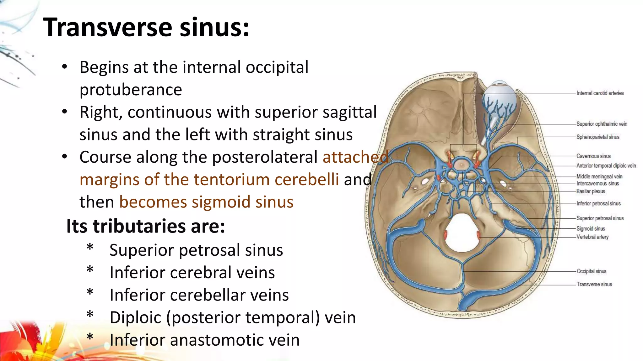 Cranium- anatomy of basi-cranium, dural venous sinus | PPTX