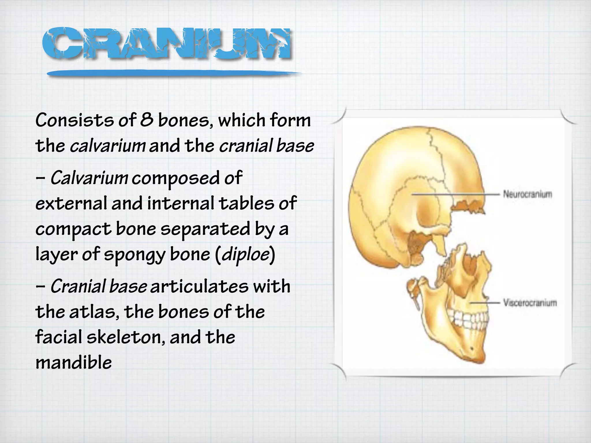 Cranium of the skull copy | PDF