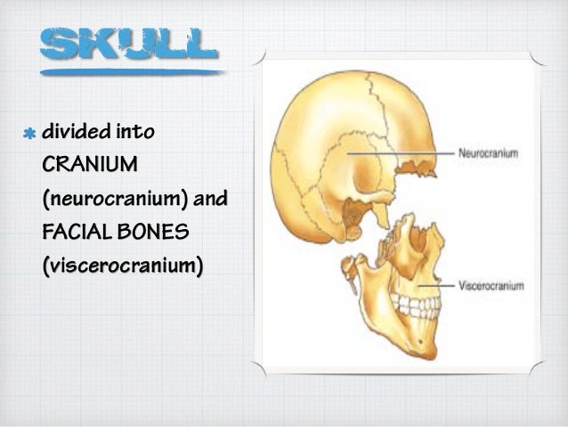 Cranium of the skull copy