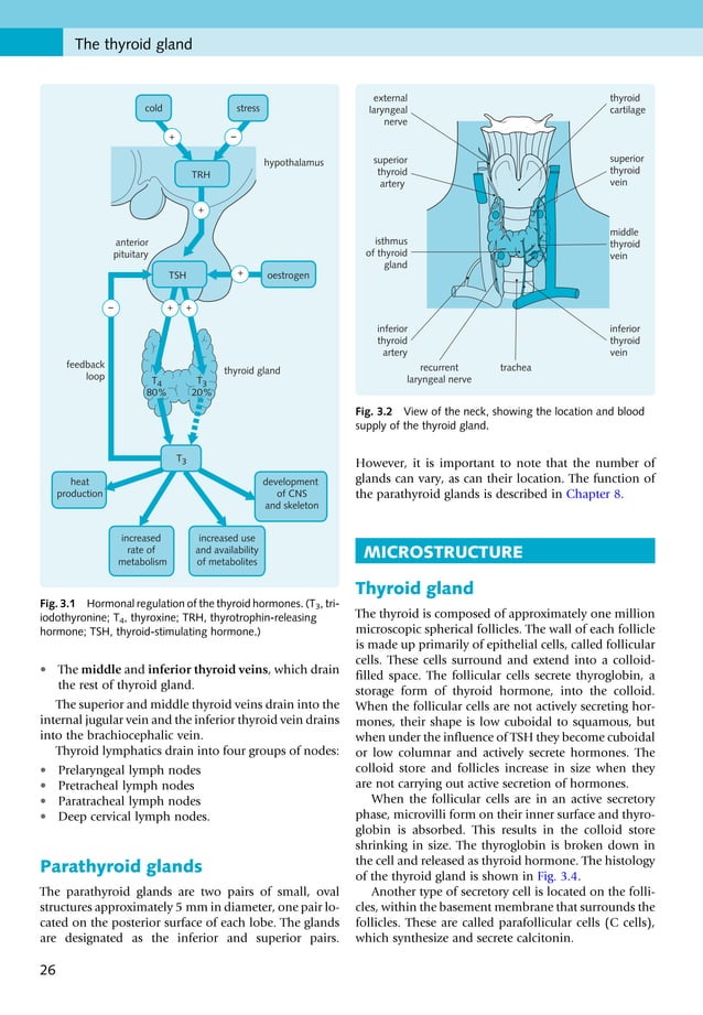 crash course Endocrinology every thing you need physiology anatomy ...