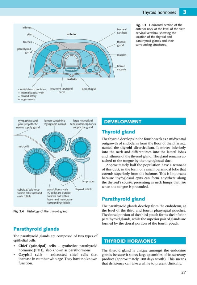 crash course Endocrinology every thing you need physiology anatomy ...