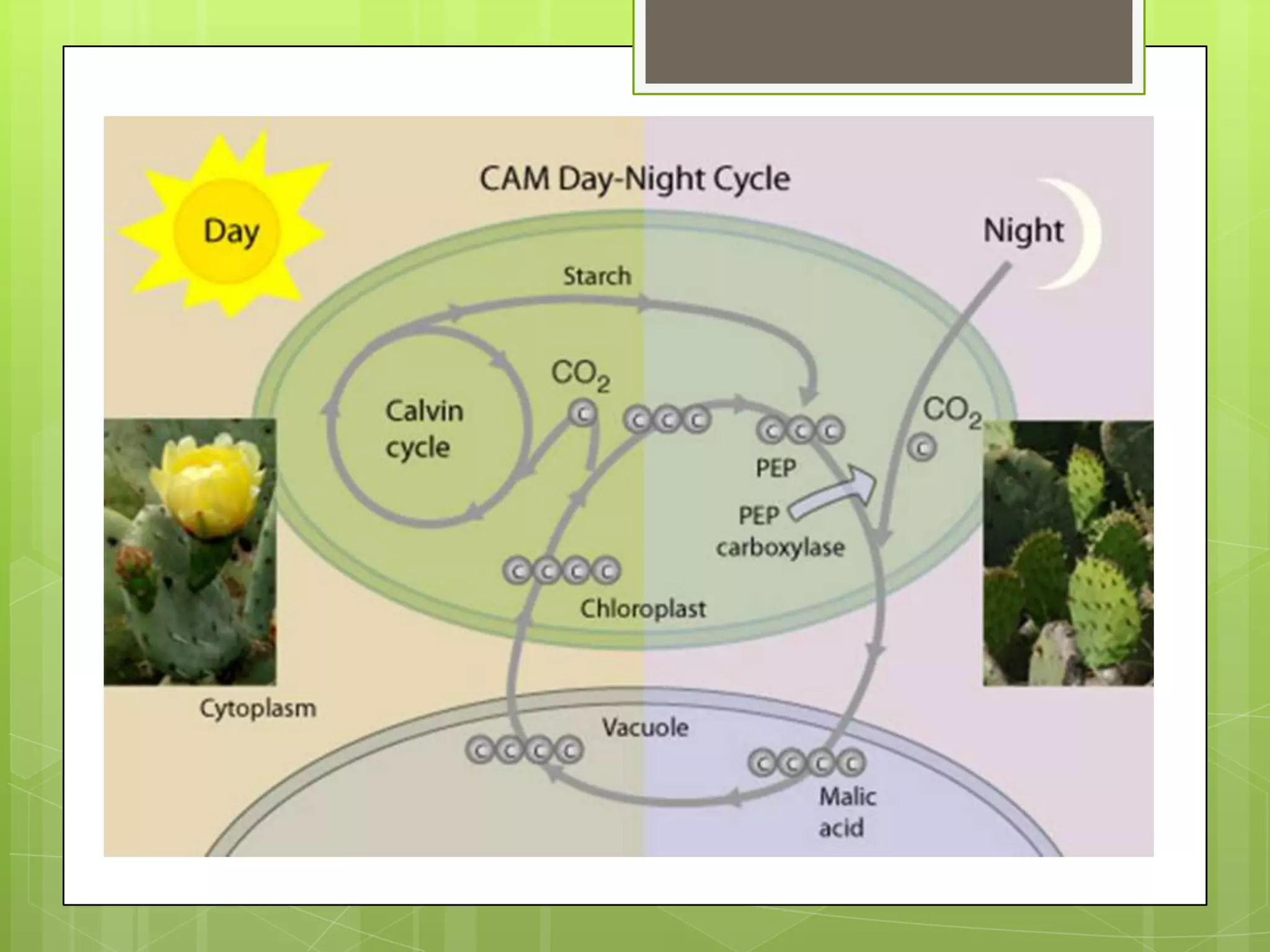 Crassulacean Acid Metabolism (CAM Pathway) | PPTX