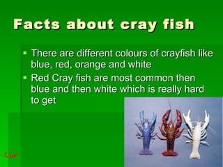 Cray fish | PPT