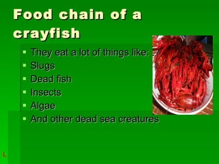 Cray fish | PPT