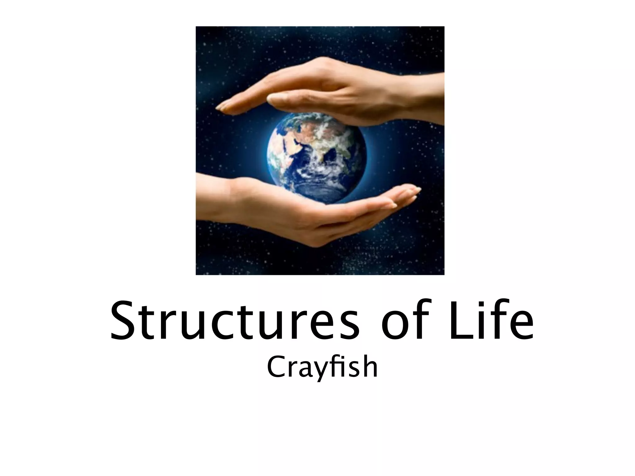 Crayfish classroom slides | PDF
