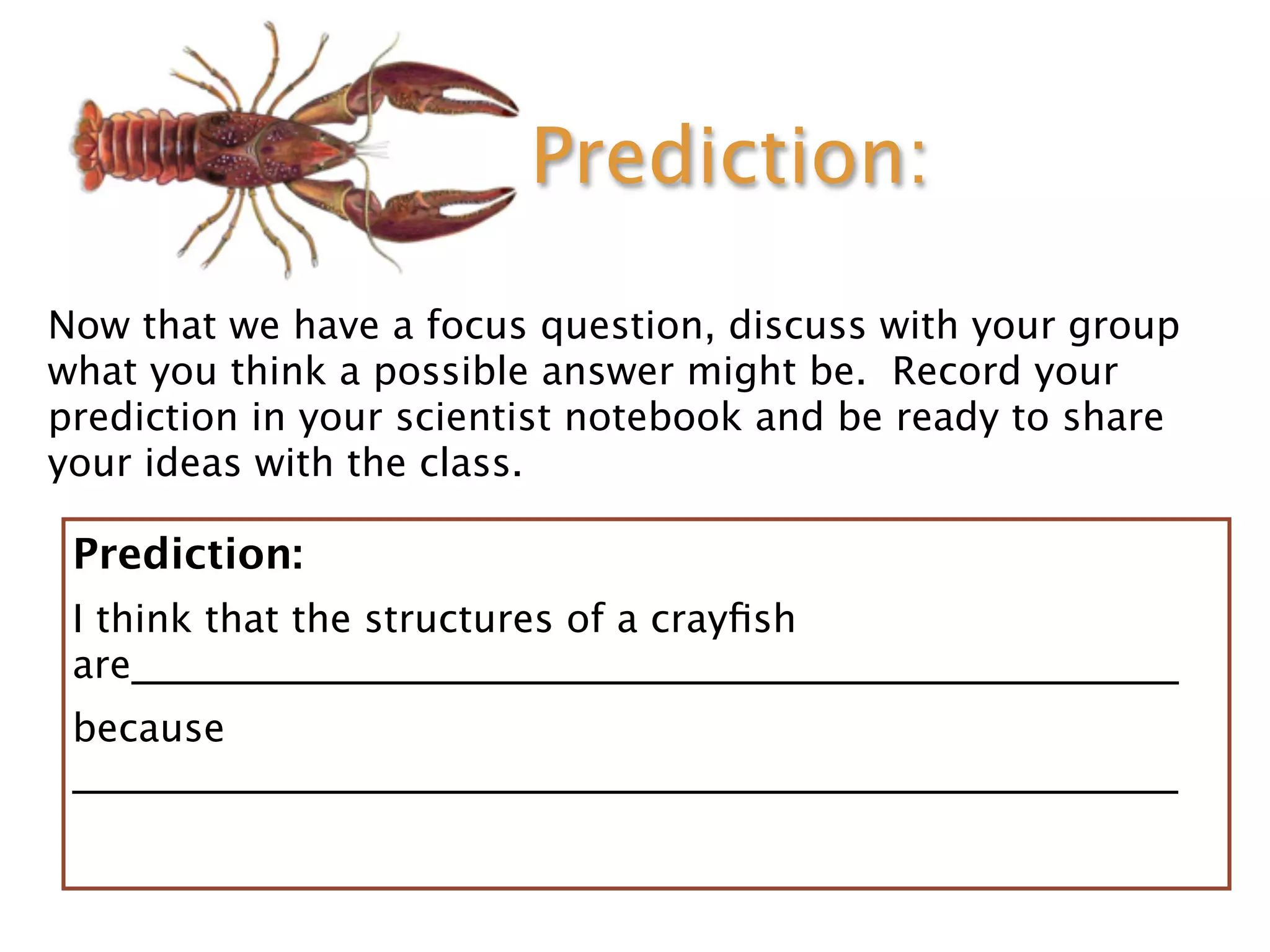 Crayfish classroom slides | PDF