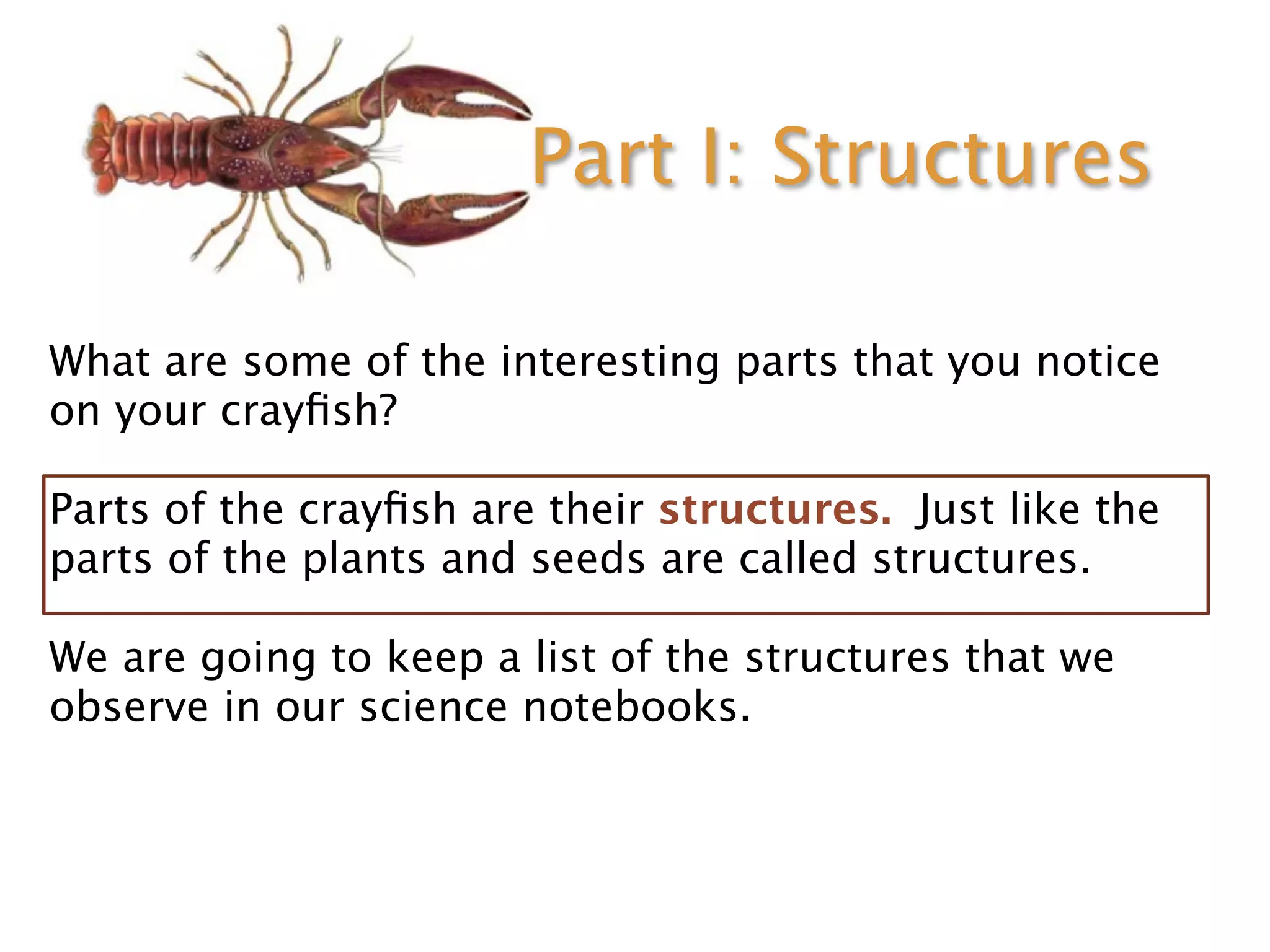 Crayfish classroom slides | PDF