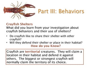 Crayfish classroom slides | PPT