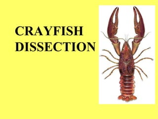 Crayfish Maxilla