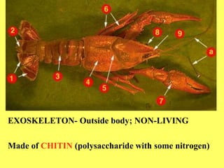 Crayfish Dissection Gastric Mill