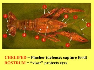 Internal Anatomy Of A Crayfish