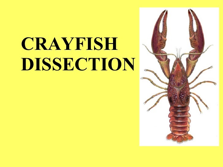 Crayfish Dissection