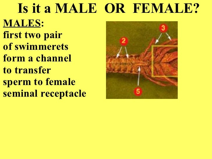 Male Crayfish Diagram Crayfish Dissection