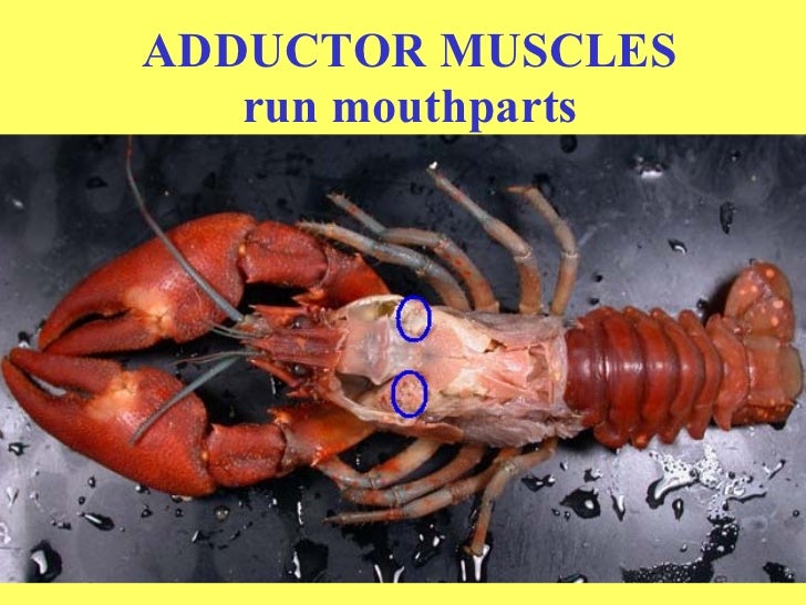 Crayfish dissection