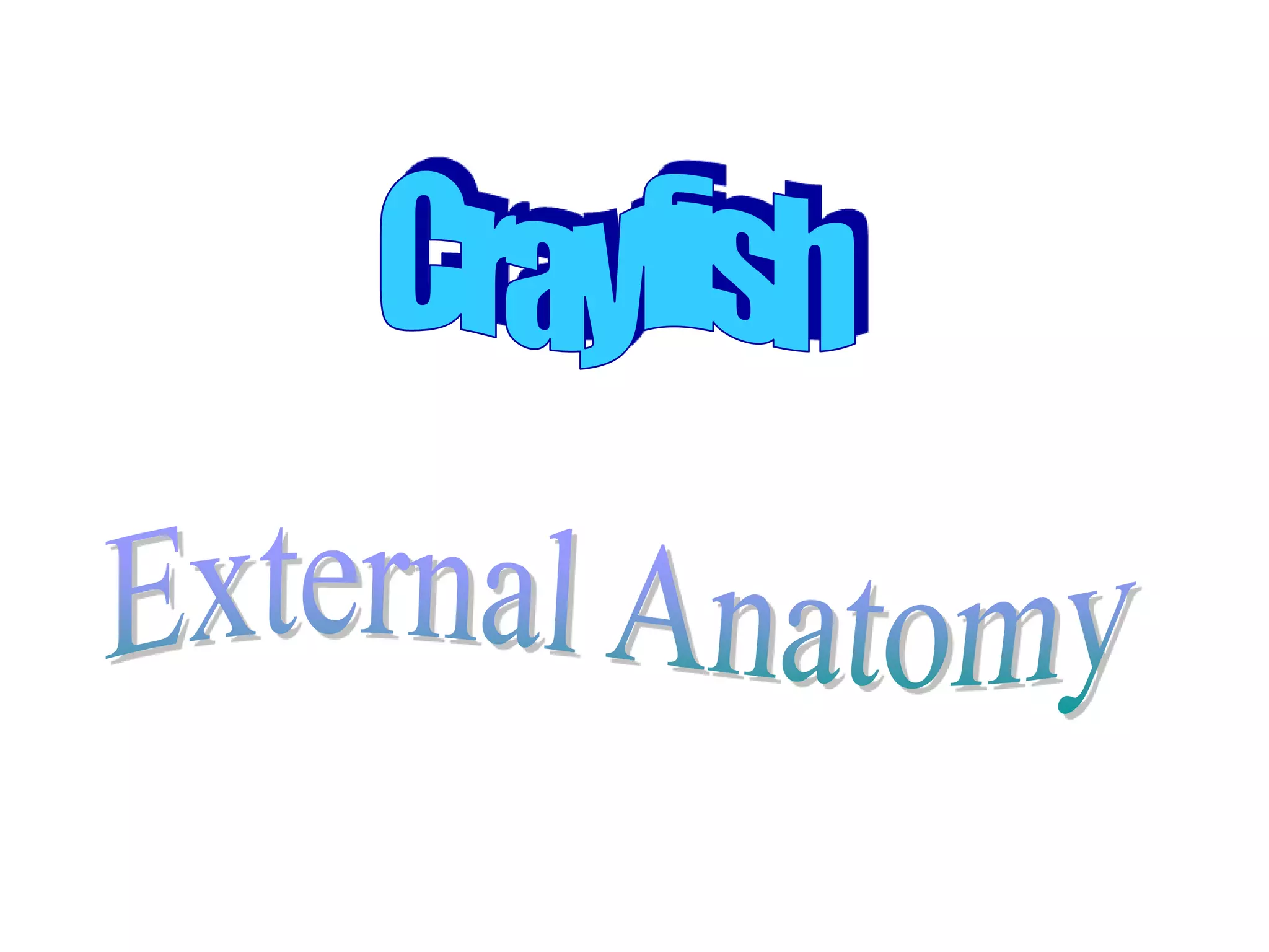Crayfish dissection diagrams | PPTX