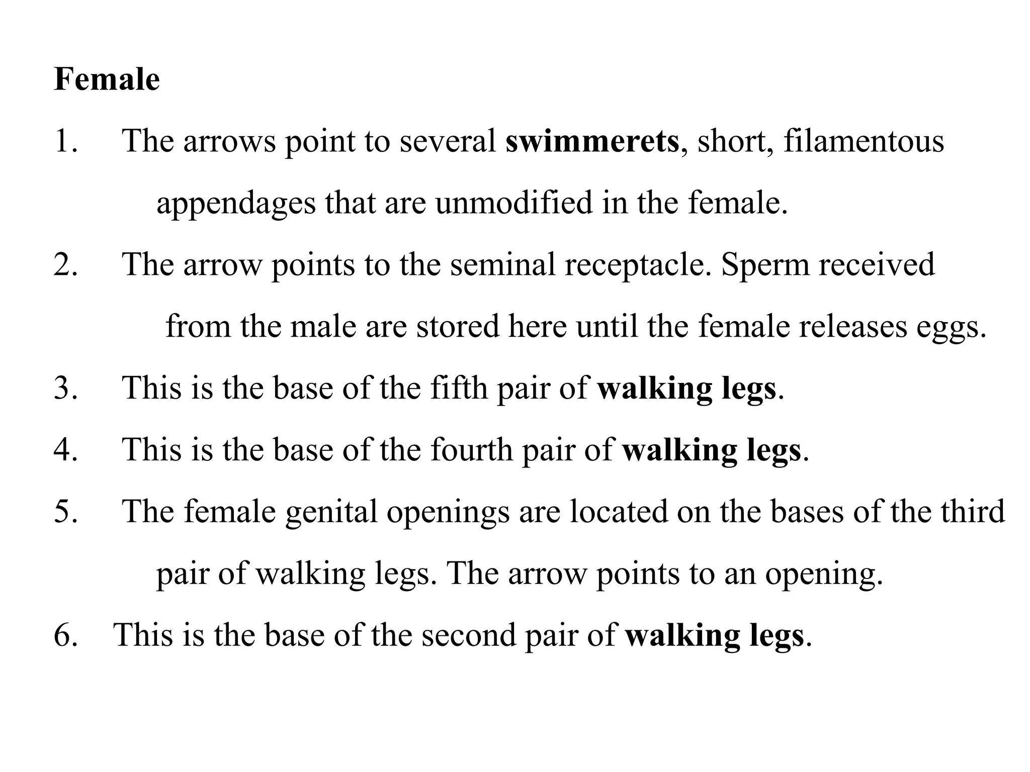 Crayfish dissection diagrams | PPTX