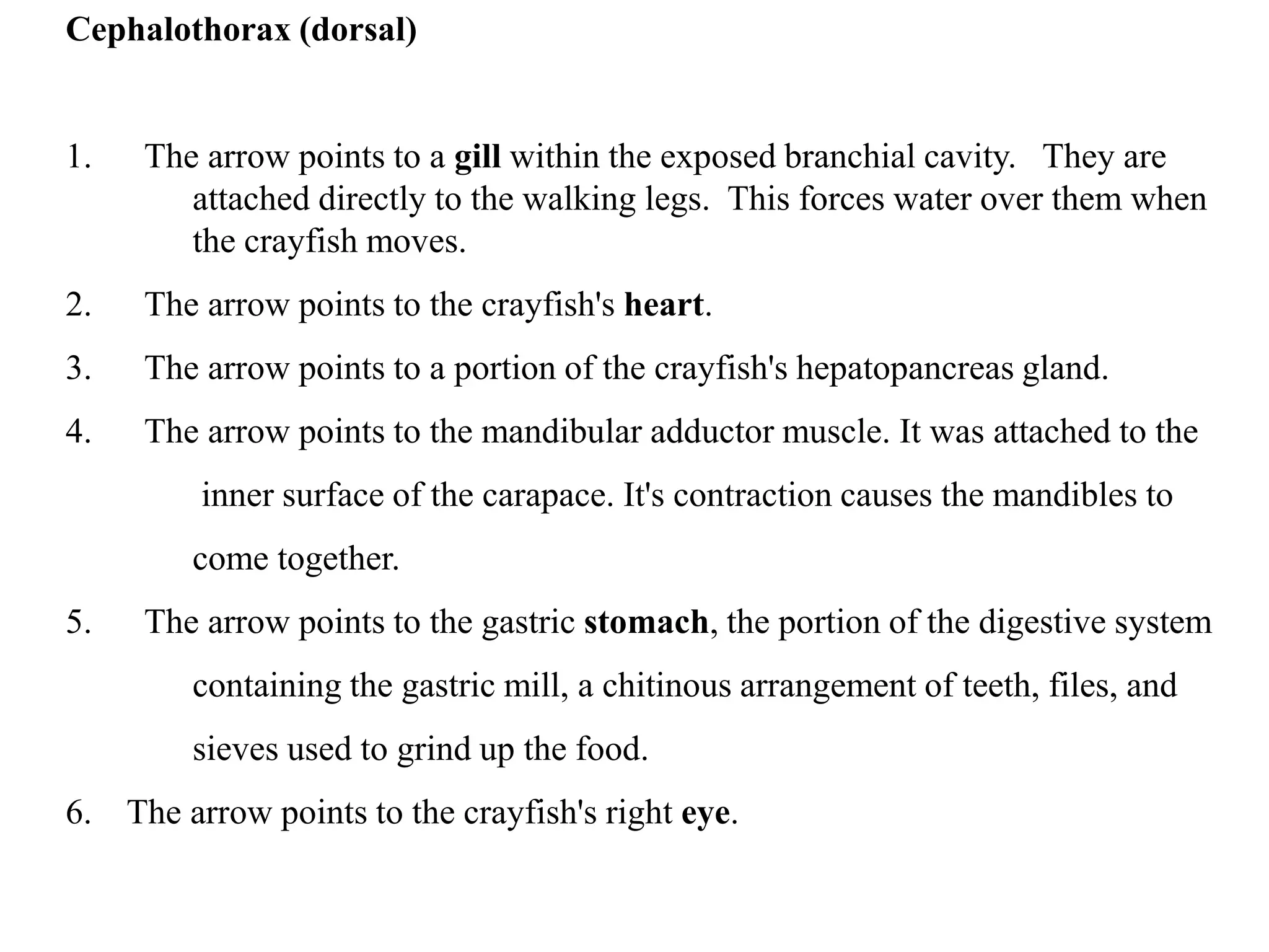 Crayfish dissection diagrams | PPTX