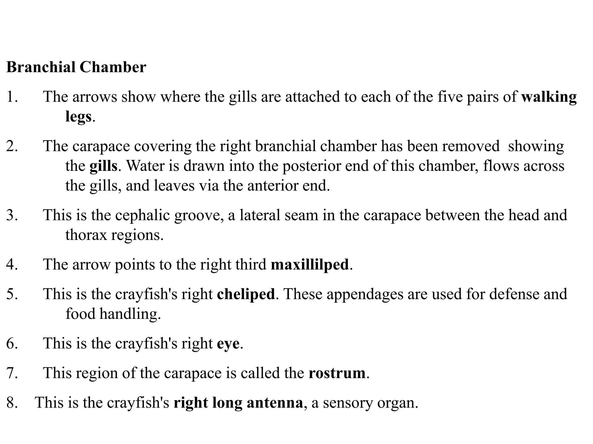 Crayfish dissection diagrams | PPTX