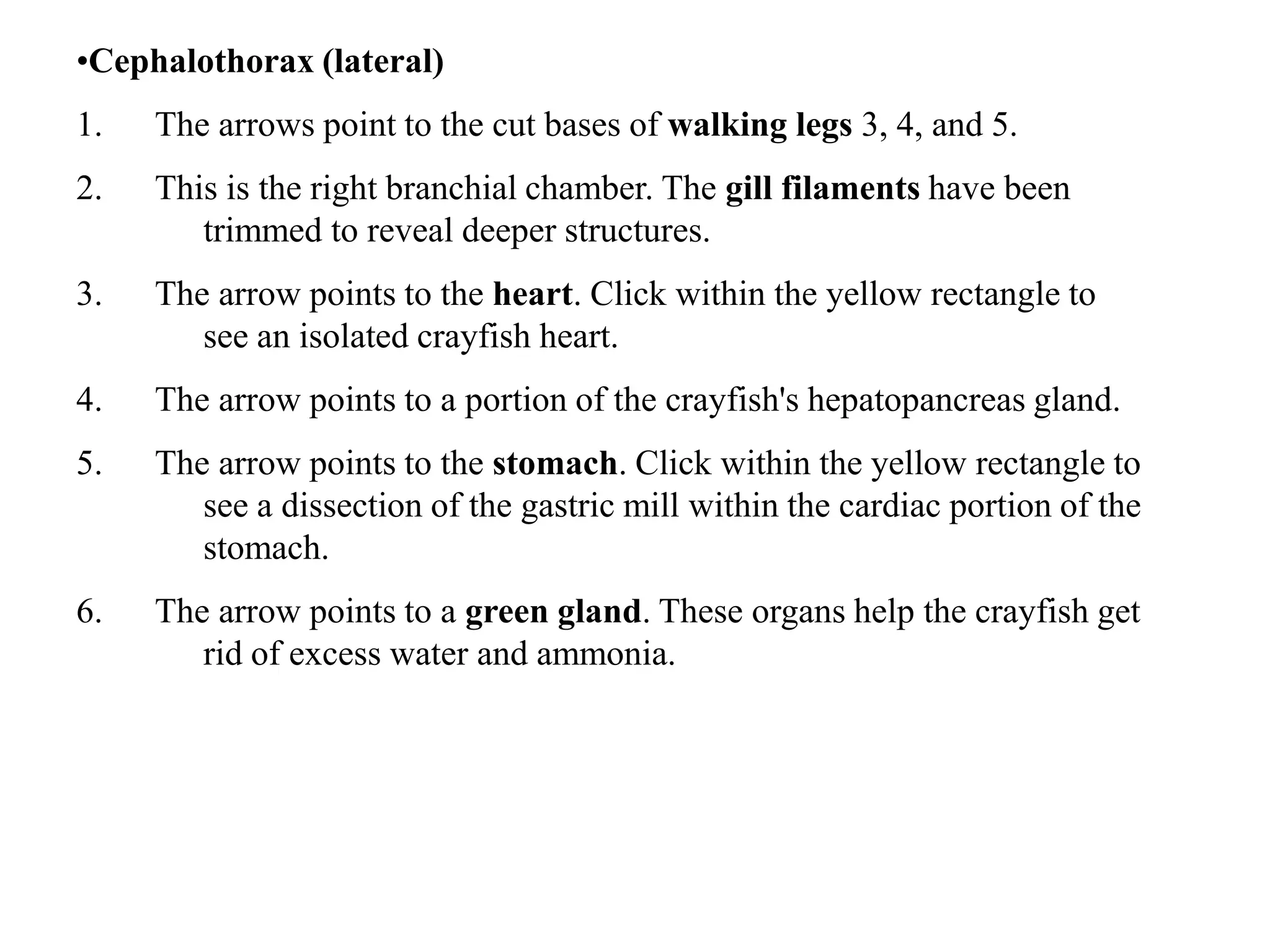 Crayfish dissection diagrams | PPTX