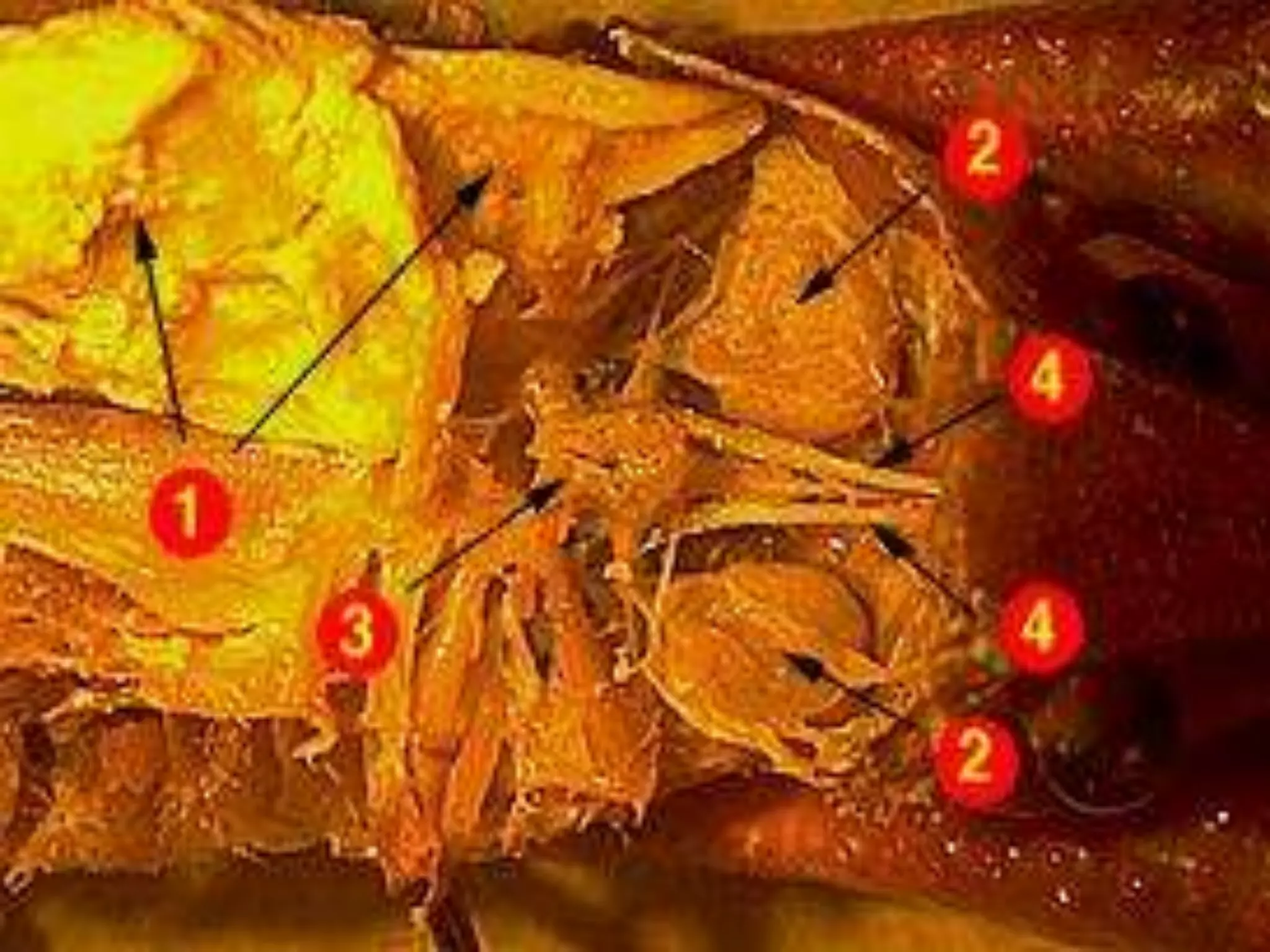 Crayfish dissection diagrams | PPTX