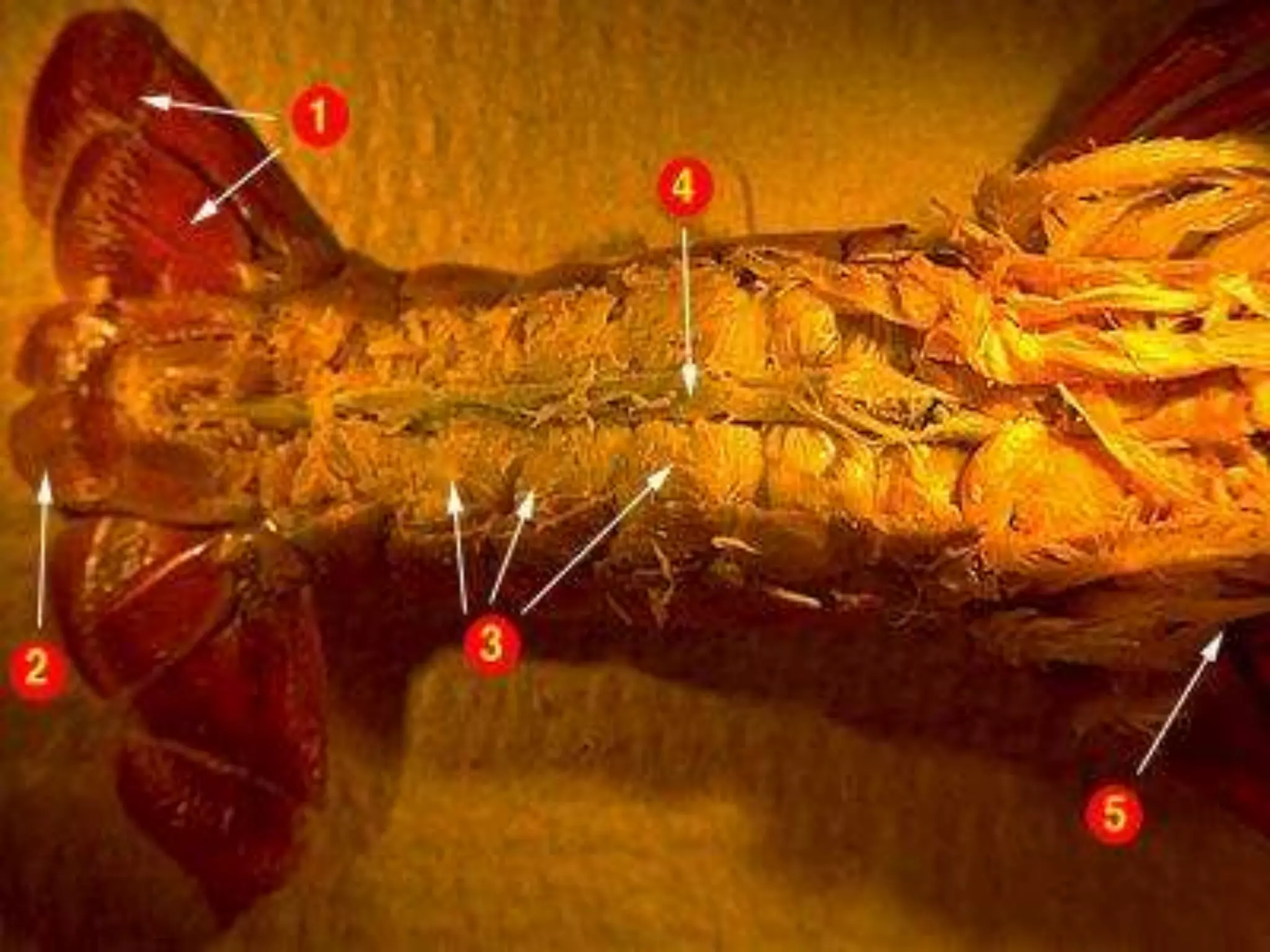 Crayfish dissection diagrams | PPTX
