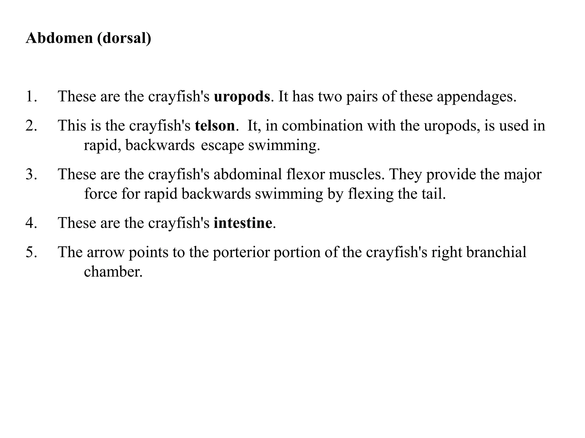 Crayfish dissection diagrams | PPTX