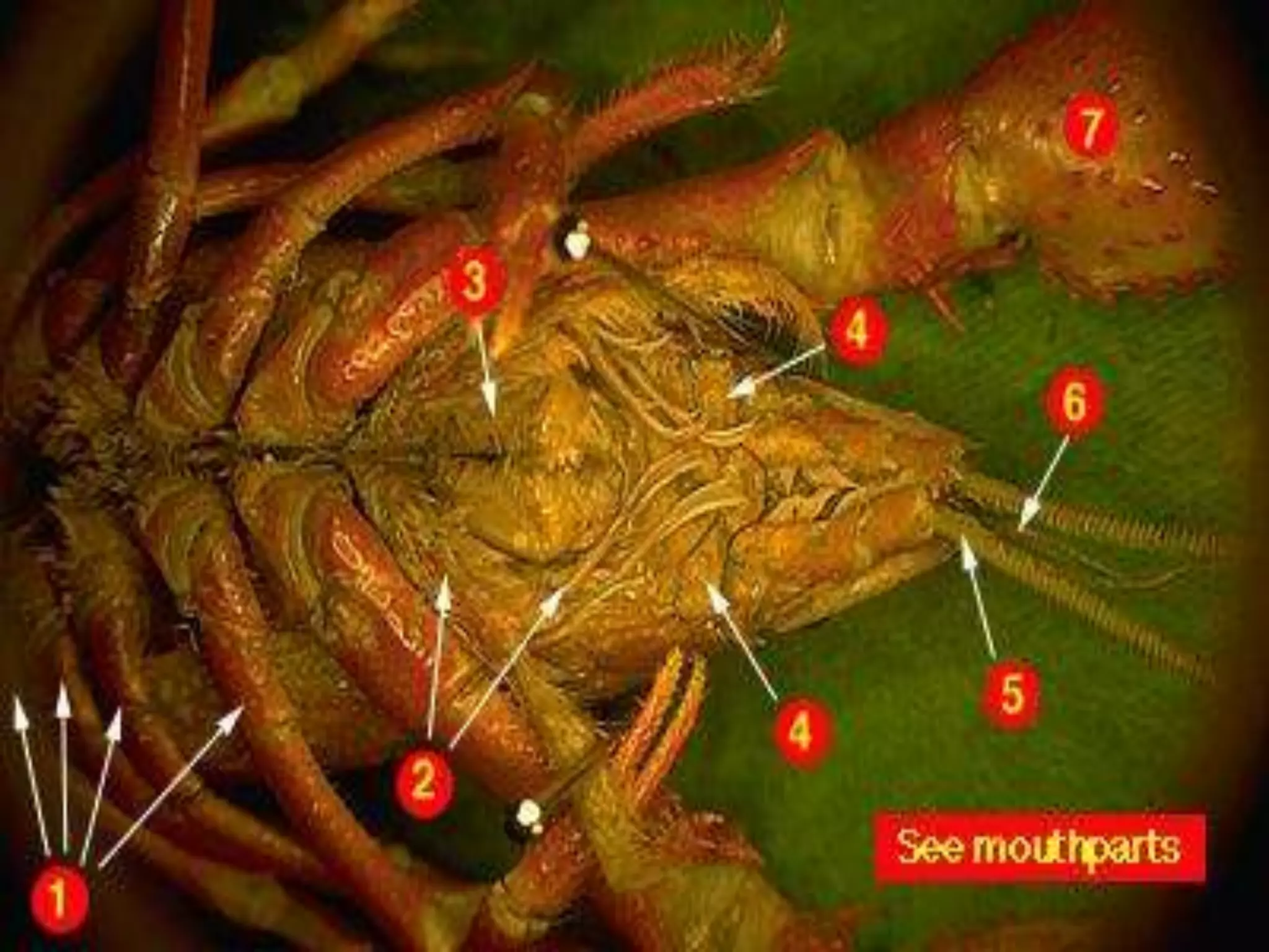 Crayfish dissection diagrams | PPTX