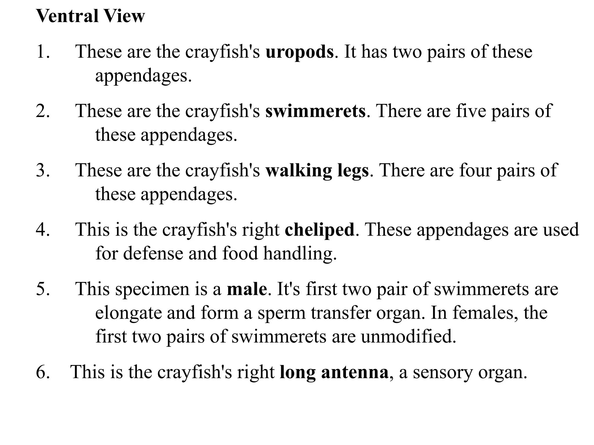Crayfish dissection diagrams | PPTX