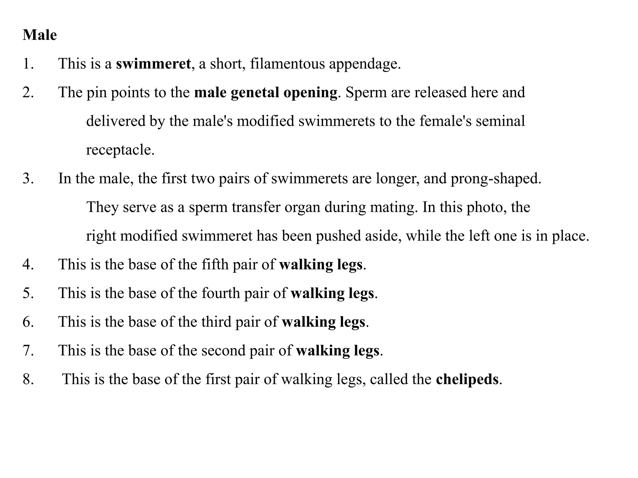 Crayfish dissection diagrams | PPTX