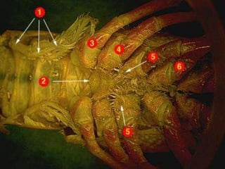 Crayfish dissection diagrams | PPTX